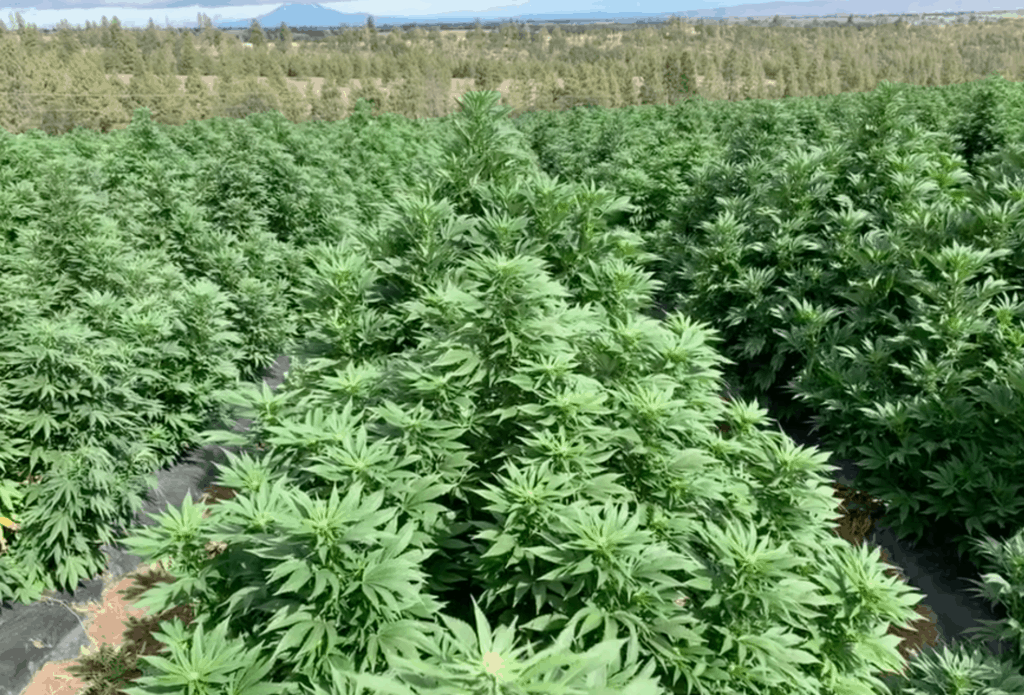 Best Hemp Fertilizer For Your Hemp Farm? - Dr JimZ Blog