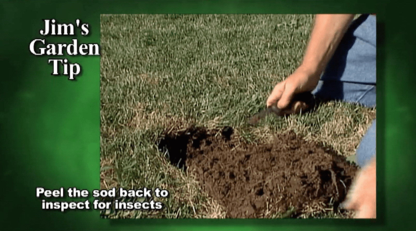 Gardening Tips 22 - Summer Lawn Problems (Diagnose and Solve) - Dr JimZ ...