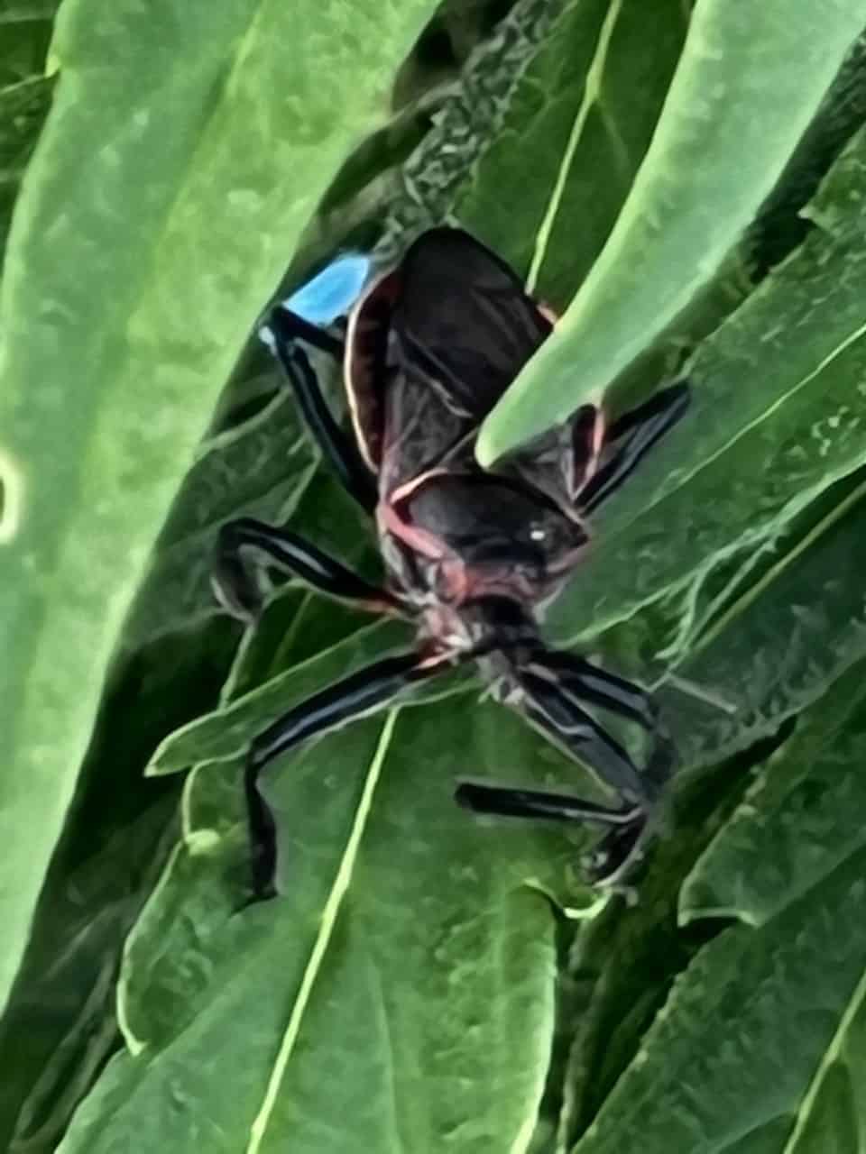 How To Grow Cannabis [Ultimate Guide] - Dr JimZ Blog