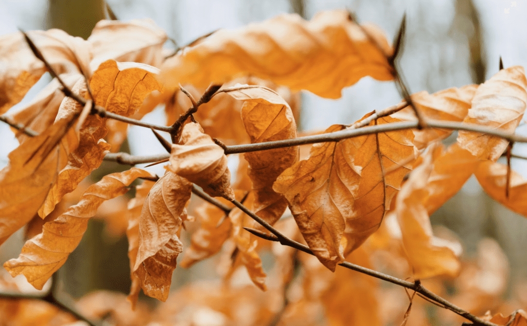 How To Save A Tree From Dying Dr JimZ Dr JimZ Blog